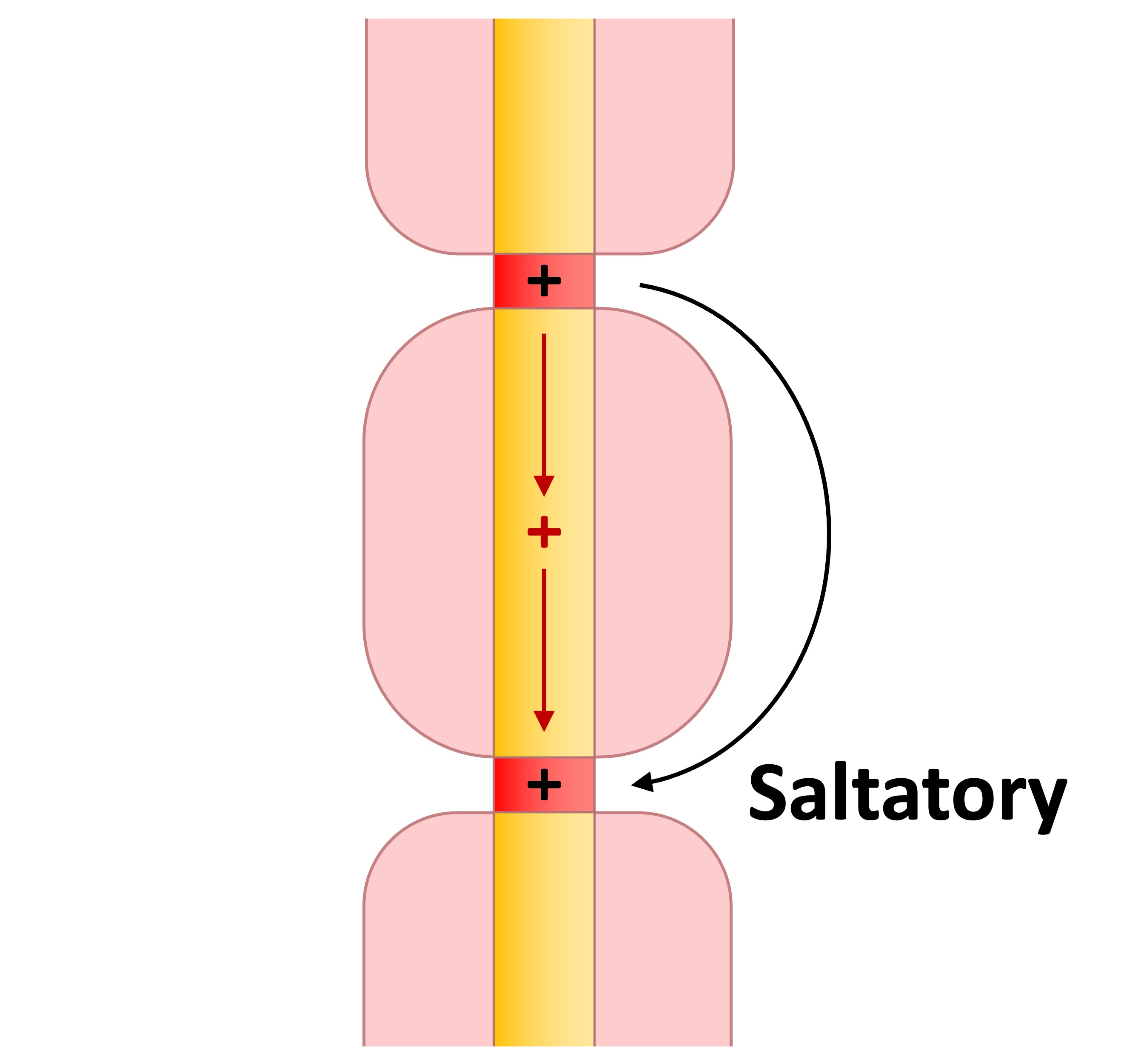 Saltatory Conduction
